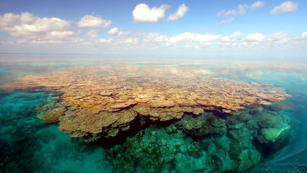 Into the deep a dive charter in Australia